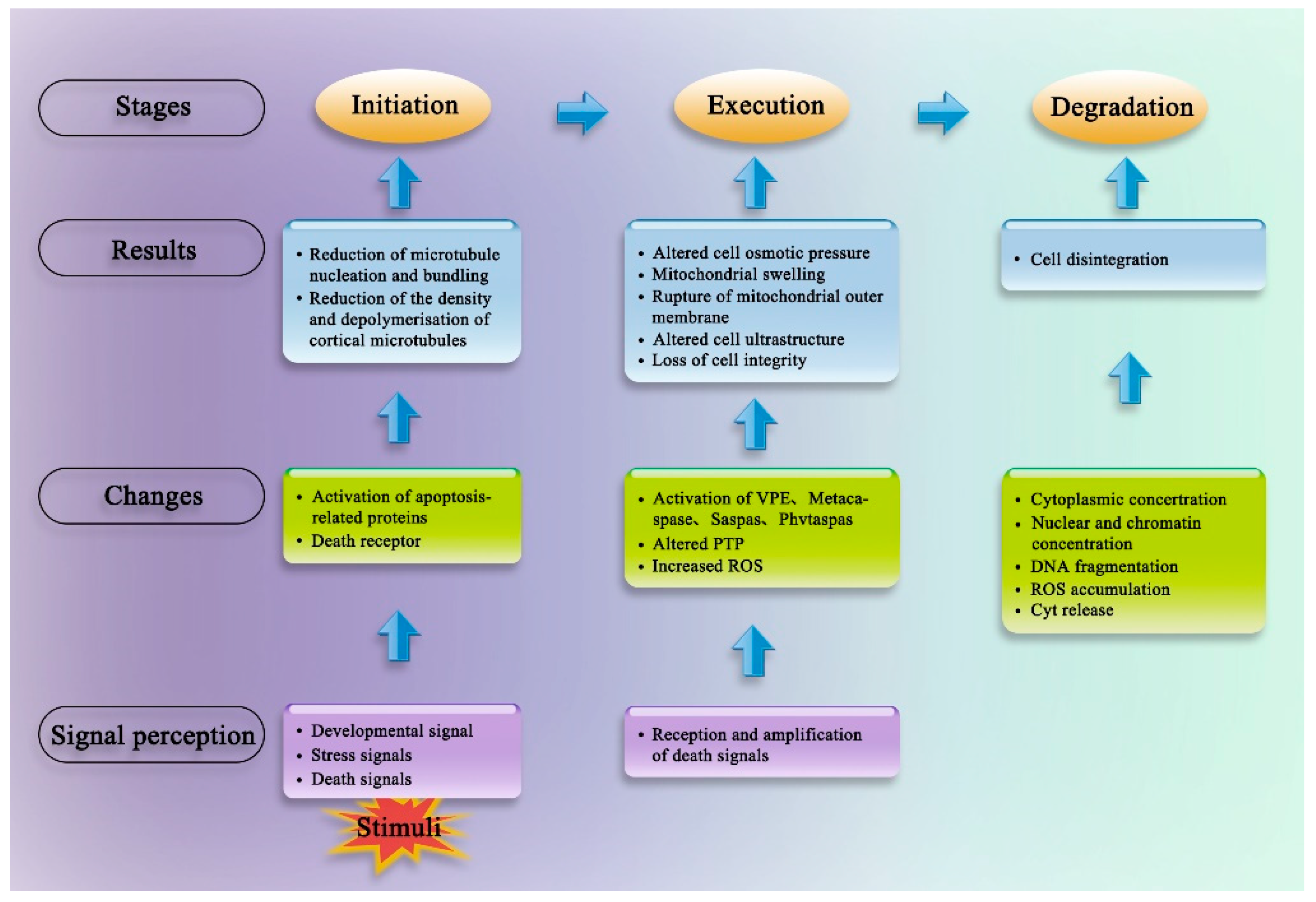 Initiation and Execution of Programmed Cell Death and Regulation of ...
