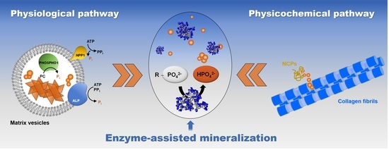 IJMS | Free Full-Text | Enzymatic Approach in Calcium Phosphate ...