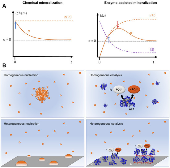 Enzymatic Approach in Calcium Phosphate Biomineralization: A ...