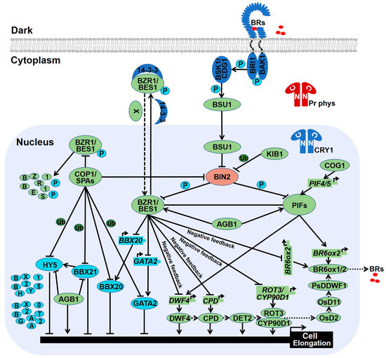Integration of Light and Brassinosteroid Signaling during Seedling ...