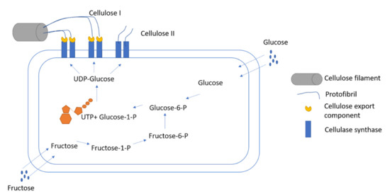 Bacterial Cellulose: Production, Characterization, and Application as ...