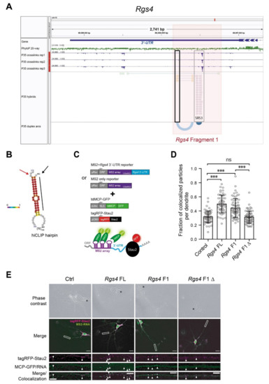 RGS4 RNA Secondary Structure Mediates Staufen2 RNP Assembly in Neurons