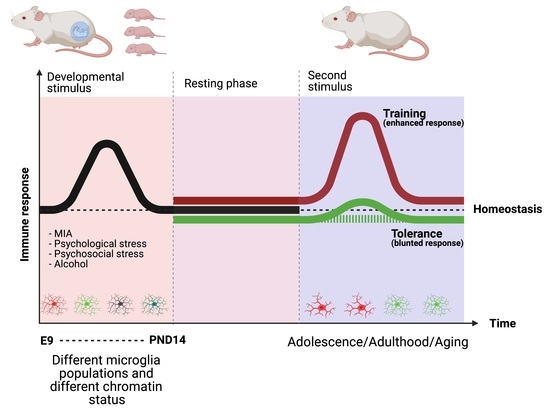 Ijms Free Full Text Developmental Stressors Induce Innate Immune Memory In Microglia And