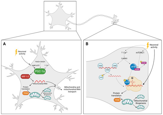 Mitochondrial Biogenesis in Neurons: How and Where
