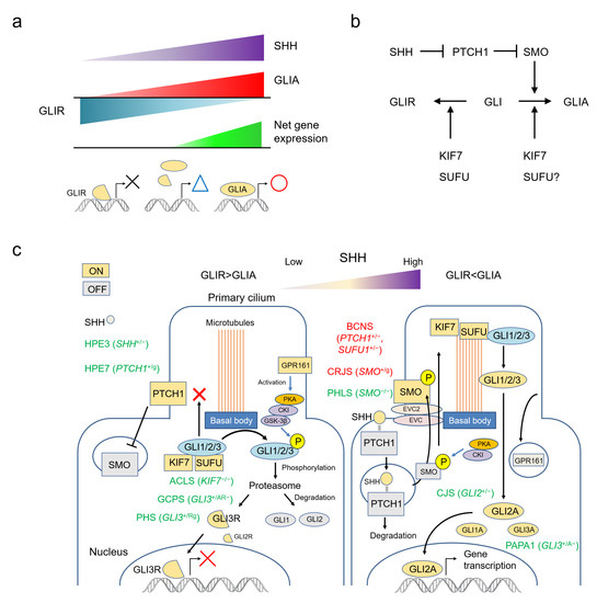 Molecular Bases of Human Malformation Syndromes Involving the SHH ...