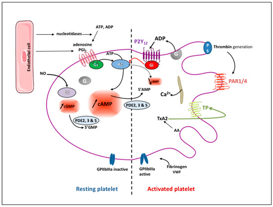 Current and Novel Antiplatelet Therapies for the Treatment of ...