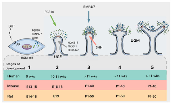 A Review of Prostate Organogenesis and a Role for iPSC-Derived Prostate ...