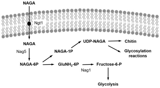The N-Acetylglucosamine Kinase from Yarrowia lipolytica Is a ...