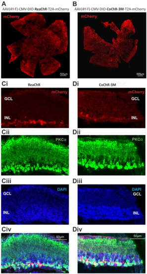 Viral Transduction of Human Rod Opsin or Channelrhodopsin Variants to ...
