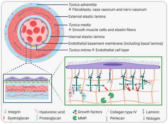 Designing Cardiovascular Implants Taking in View the Endothelial ...