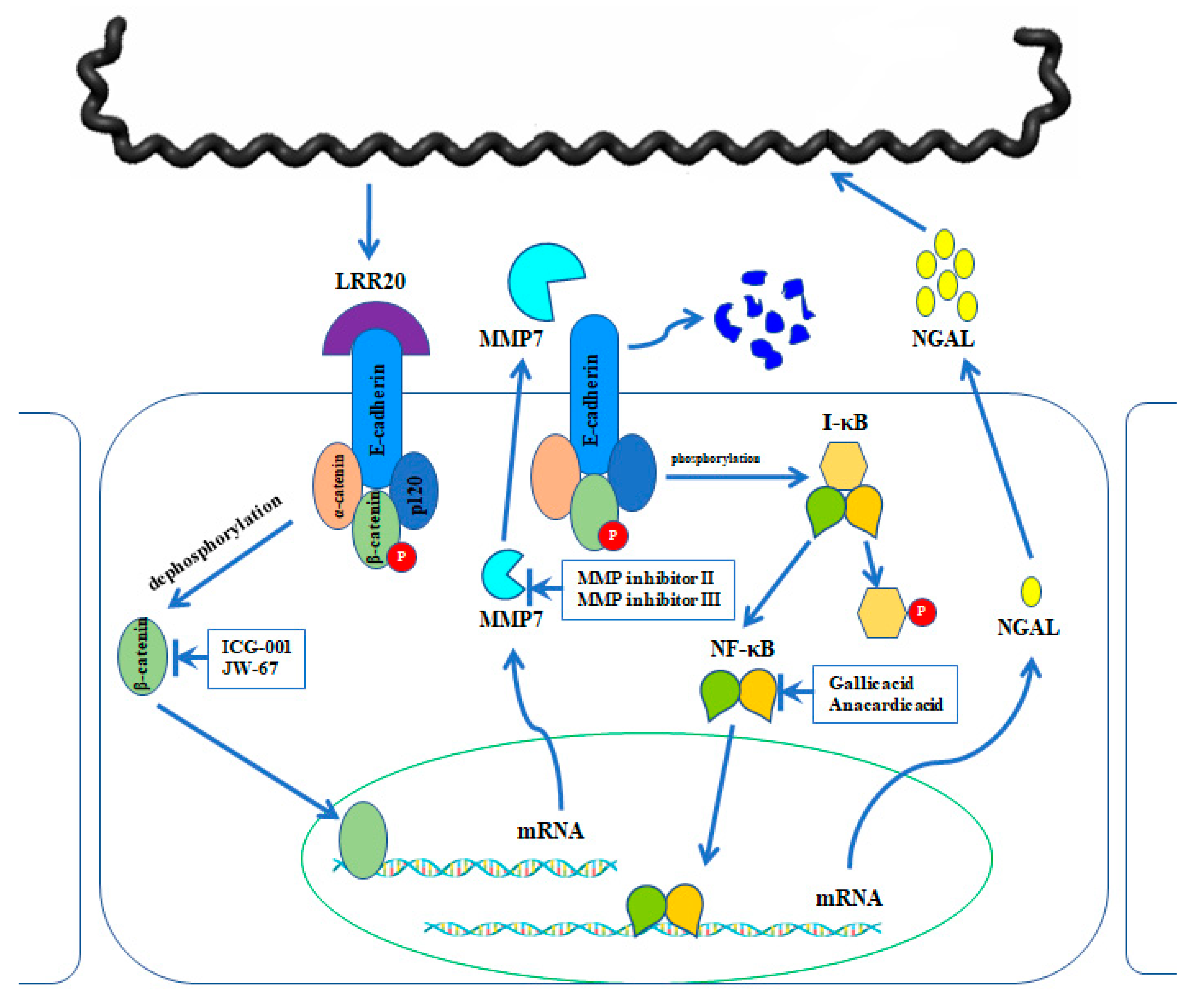 Ijms Free Full Text Crosstalk Between E Cadherin β Catenin And Nf