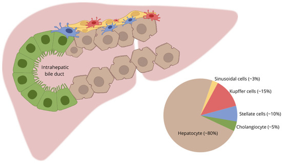 The Curious Case of the HepG2 Cell Line: 40 Years of Expertise