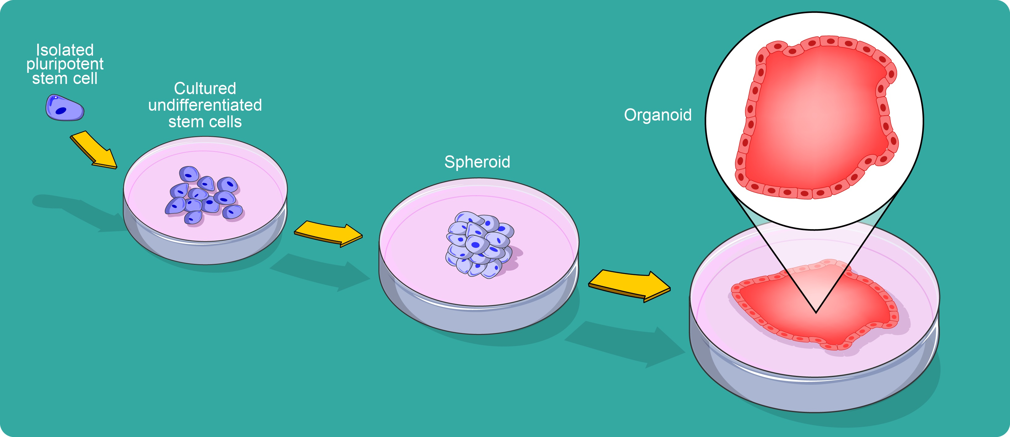 IJMS | Free Full-Text | From Spheroids to Organoids: The Next ...