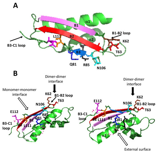 Polar Interactions at the Dimer–Dimer Interface of Methionine ...