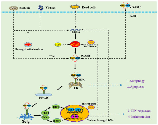 How the Innate Immune DNA Sensing cGAS–STING Pathway Is Involved in ...