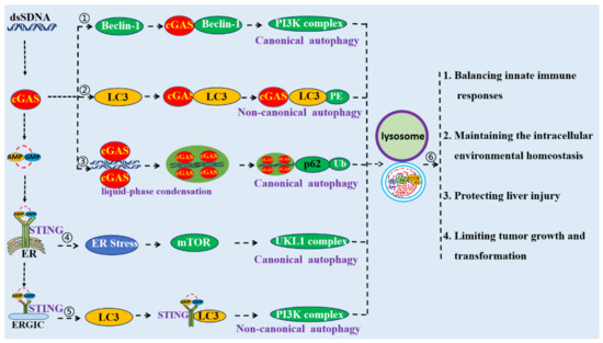 How the Innate Immune DNA Sensing cGAS–STING Pathway Is Involved in ...