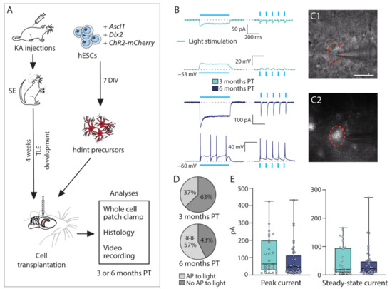 IJMS | Special Issue : Molecular and Cellular Mechanisms of Epilepsy
