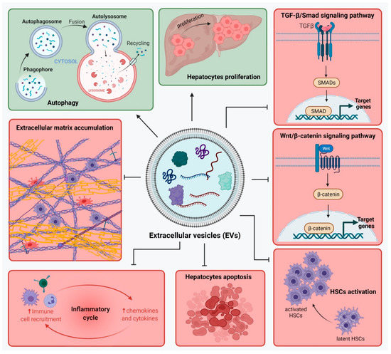 Regenerative Potential of Mesenchymal Stem Cells’ (MSCs) Secretome for Liver Fibrosis Therapies
