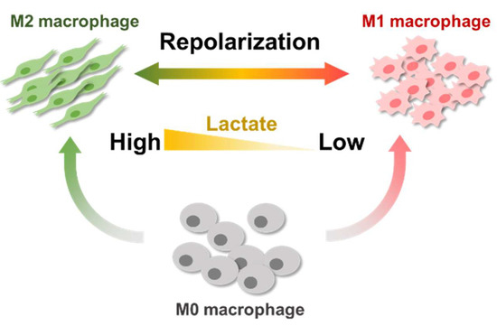 Synergistic Effect of Repolarization of M2 to M1 Macrophages Induced by Iron Oxide Nanoparticles ...