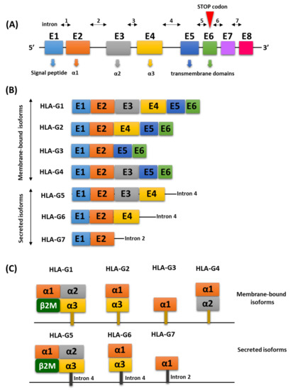 The HLA-G Immune Checkpoint Plays a Pivotal Role in the Regulation of ...