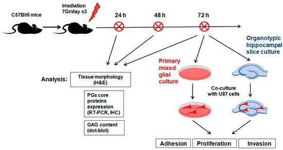 Multiple Irradiation Affects Cellular and Extracellular Components of ...