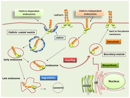 IJMS | Free Full-Text | Cadherin Signaling in Cancer and Autoimmune ...