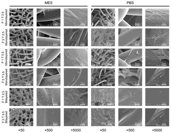 A Fibrin Coating Method of Polypropylene Meshes Enables the Adhesion of ...