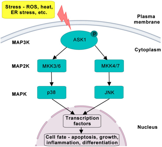 Structural Insights Support Targeting ASK1 Kinase for Therapeutic ...