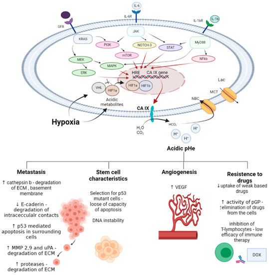 Carbonic Anhydrase IX Inhibitors as Candidates for Combination Therapy ...