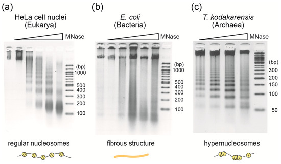 Single-Molecule/Cell Analyses Reveal Principles of Genome-Folding ...