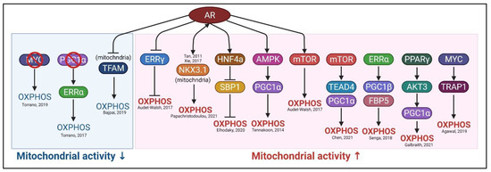 Targeting Mitochondrial OXPHOS and Their Regulatory Signals in Prostate ...