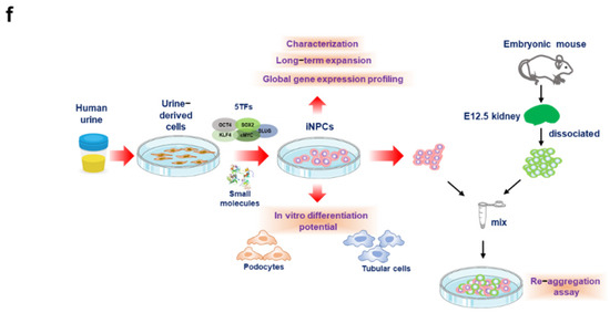 Generation of Induced Nephron Progenitor-like Cells from Human Urine ...