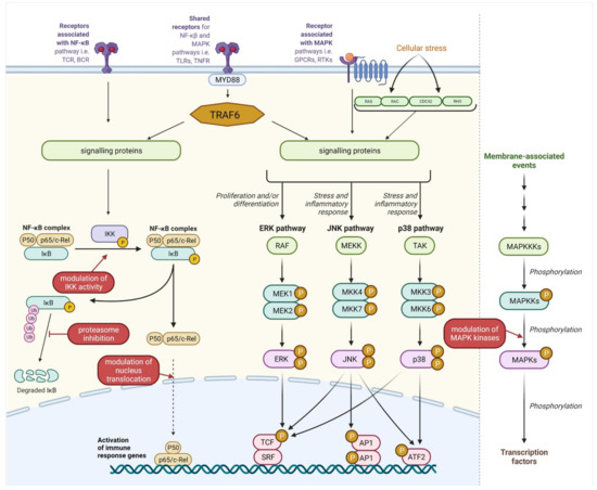 Molecular and Cellular Mechanisms Influenced by Postbiotics