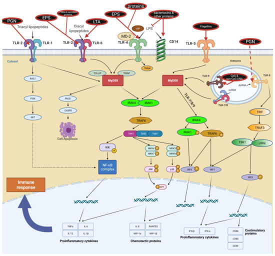 Molecular and Cellular Mechanisms Influenced by Postbiotics