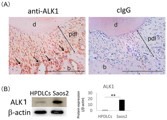 Activin A Promotes Osteoblastic Differentiation of Human Preosteoblasts ...