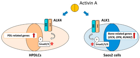 Activin A Promotes Osteoblastic Differentiation of Human Preosteoblasts ...