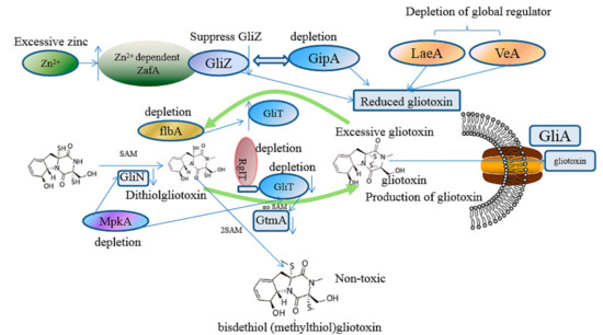 The Toxic Mechanism of Gliotoxins and Biosynthetic Strategies for ...
