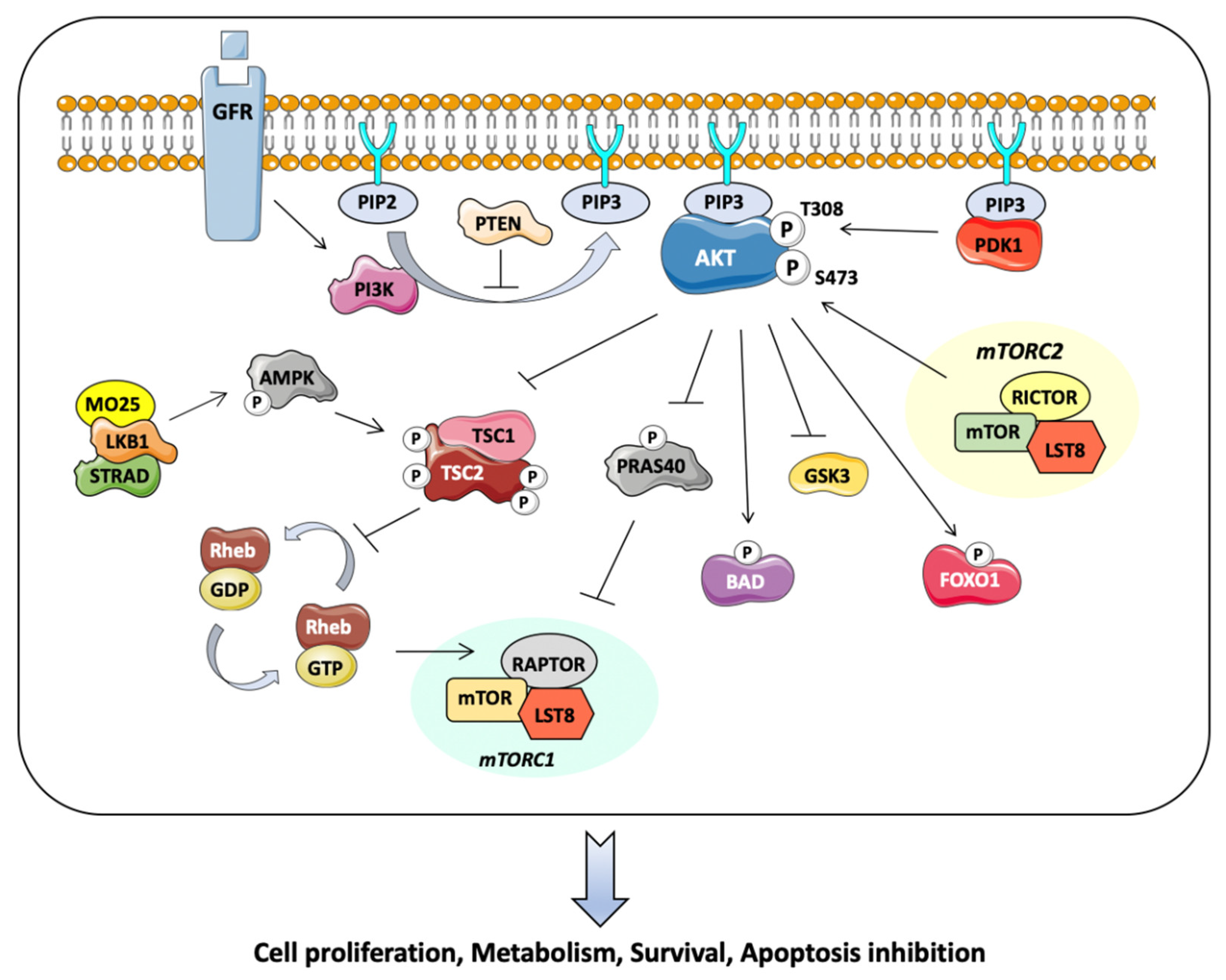 Akt Pathway Cancer