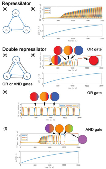 Cell Fate Decisions in the Neural Crest, from Pigment Cell to Neural ...