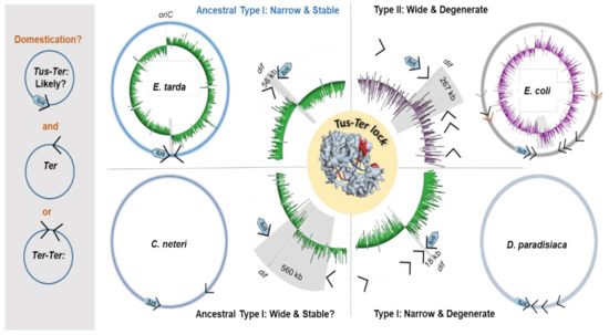 Delineation of the Ancestral Tus-Dependent Replication Fork Trap