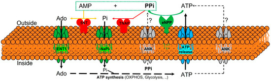 Vascular Calcification: Key Roles of Phosphate and Pyrophosphate