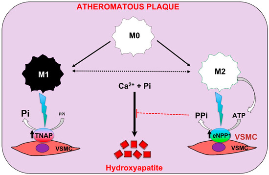 Vascular Calcification: Key Roles of Phosphate and Pyrophosphate