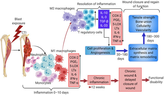 The Role of the Inflammatory Response in Mediating Functional Recovery ...