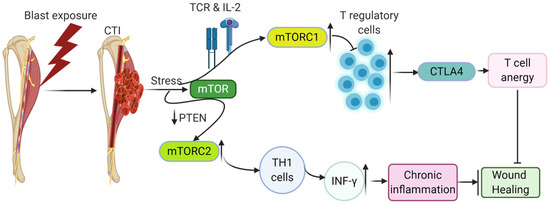 The Role of the Inflammatory Response in Mediating Functional Recovery ...