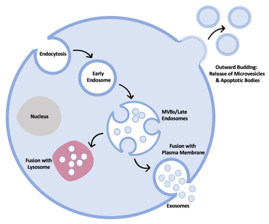 What Is the Role of HLA-I on Cancer Derived Extracellular Vesicles ...