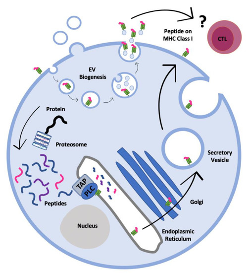 What Is the Role of HLA-I on Cancer Derived Extracellular Vesicles ...