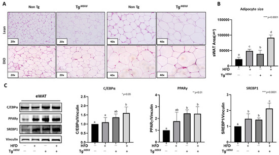 MEK6 Overexpression Exacerbates Fat Accumulation and Inflammatory ...