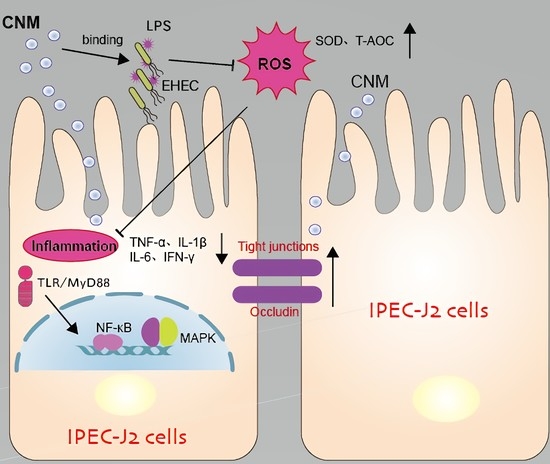 IJMS | Free Full-Text | A Novel Nano-Antimicrobial Polymer Engineered with Chitosan ...
