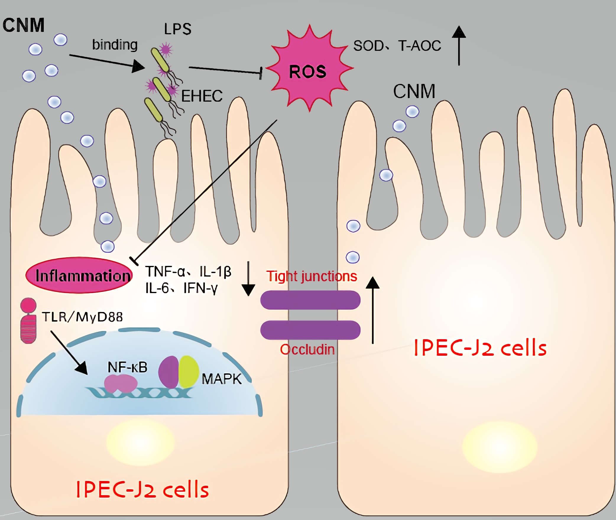 IJMS | Free Full-Text | A Novel Nano-Antimicrobial Polymer Engineered with Chitosan ...