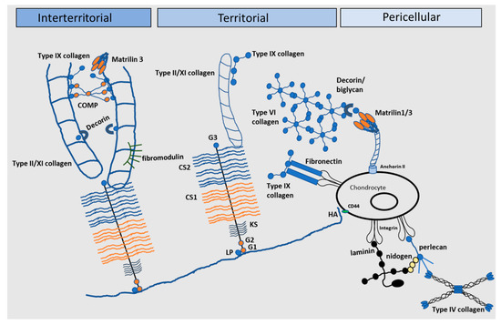 Mechanical Cues: Bidirectional Reciprocity in the Extracellular Matrix ...
